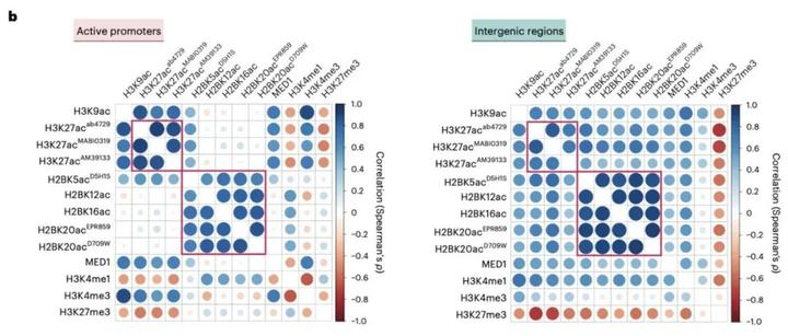 Nature Genetics丨H2BNTac：比H3K27ac更强的增强子 - 知乎
