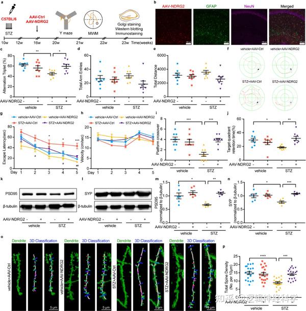eBioMedicine︱西安交大王强课题组揭示星形胶质细胞NDRG2参与运动锻炼改善糖尿病认知功能障碍的新机制 - 知乎