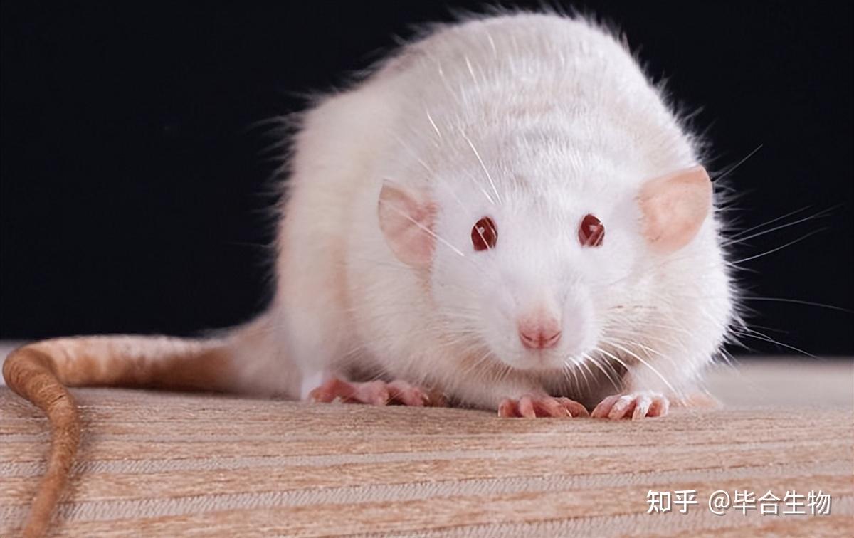 实验用的大鼠和小鼠有什么区别？ - 知乎