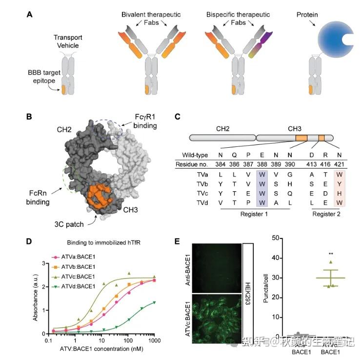 改造Fc就能跨越血脑屏障——Denali TV平台的教科书级蛋白工程范例 - 知乎