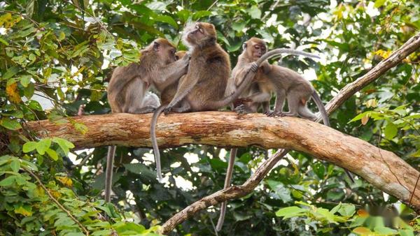 如果你有条尾巴，你会______ - 知乎