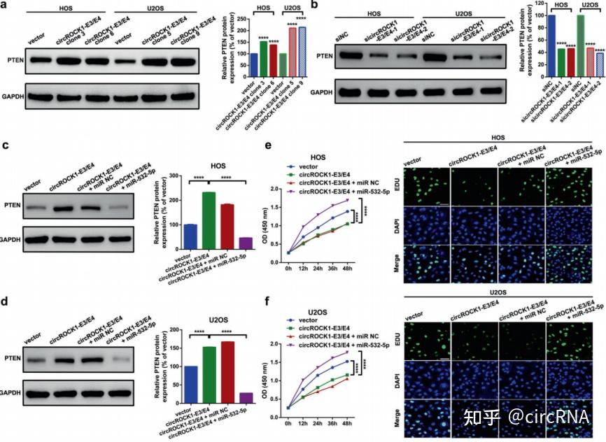 环状RNA发挥分子海绵作用，可为青少年肉骨瘤患者提供诊断和治疗的靶点 - 知乎