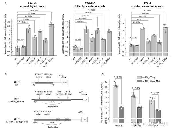 甲状腺癌中TERT启动子突变谱及其激活机制 - 知乎
