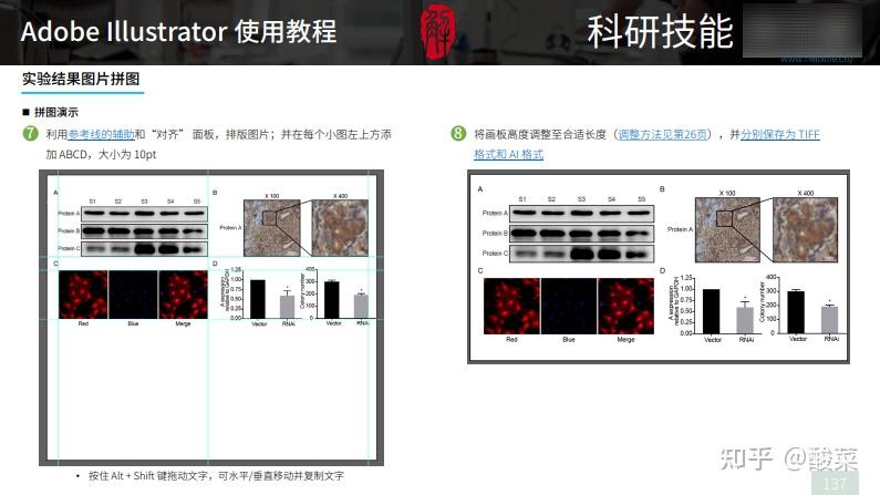 大揭秘！ CNS顶刊的Figure图是这样画出来的！ - 知乎