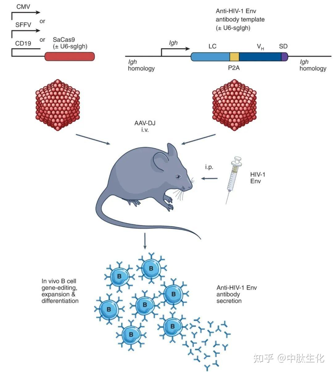 Nature重磅：AAV递送CRISPR，体内改造B细胞，产生广泛中和抗体治疗艾滋病 - 知乎