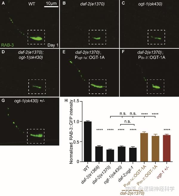 J Cell Biochem︱复旦大学邵志勇团队发现糖基转移酶OGT-1协同胰岛素信号通路调控突触形成 - 知乎