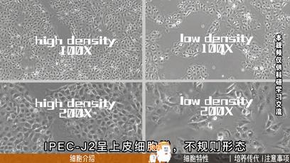 IPEC-J2细胞培养，猪正常肠上皮细胞培养攻略 - 丰晖生物 - 知乎