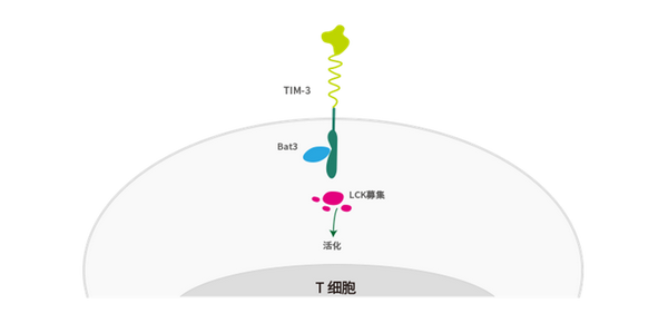 TIM-3靶点科普_机制原理&研究进展 - 知乎