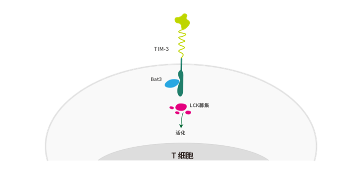TIM-3靶点科普_机制原理&研究进展 - 知乎