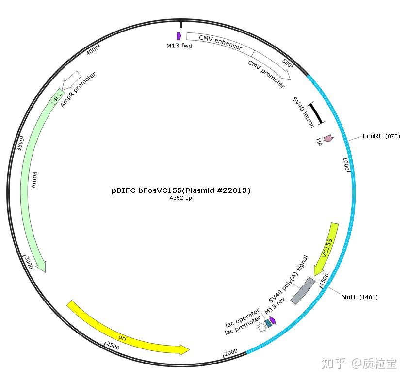 双分子荧光互补载体 - 知乎