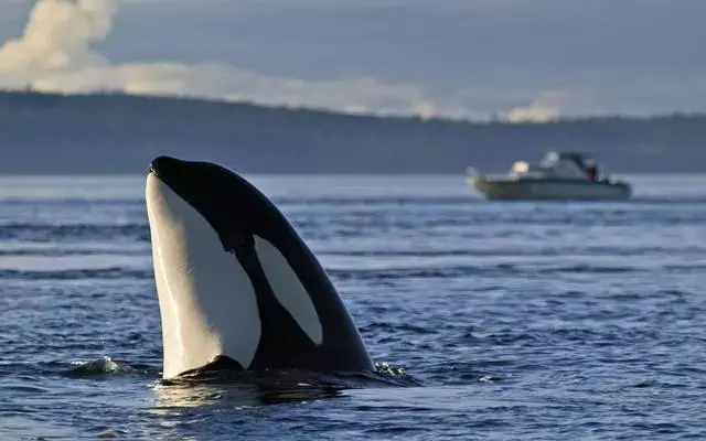 一个不够，给你推荐十个观鲸最佳地点 - 知乎