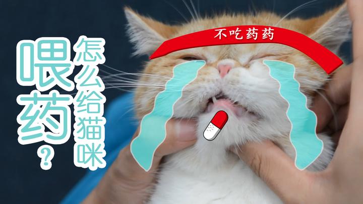 怎么给猫咪喂药？ 知乎