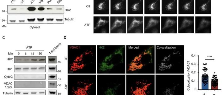 Science Immunology丨己糖激酶从线粒体解离促进 VDAC 寡聚化，从而促进 NLRP3 炎性体组装和激活 - 知乎