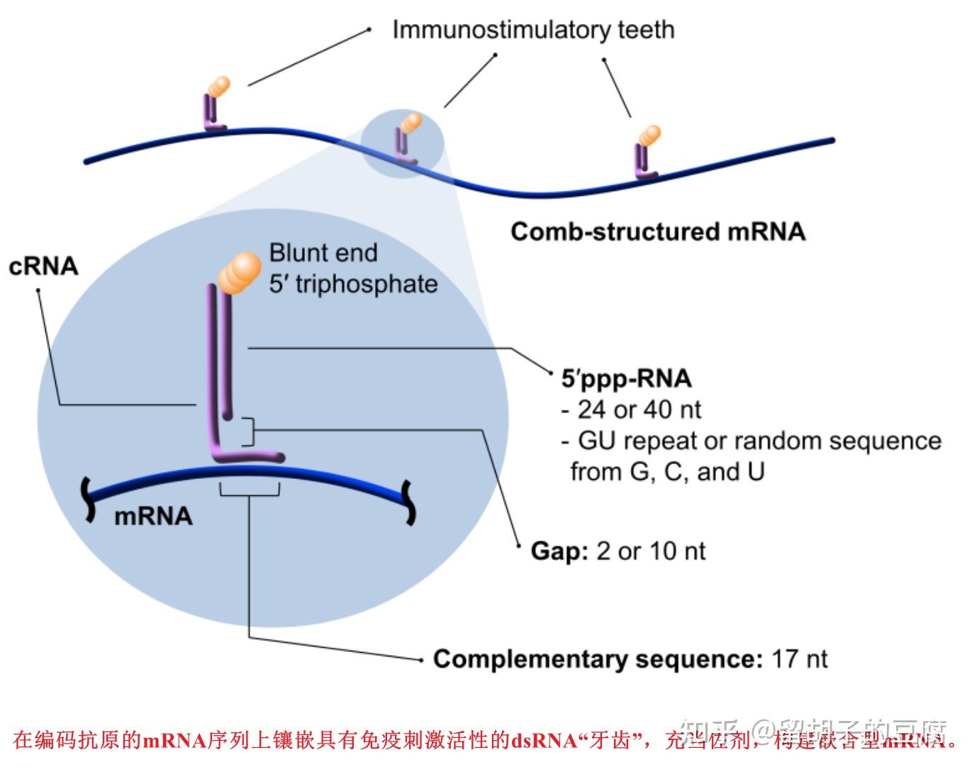 mRNA疫苗抗原序列嵌合dsRNA佐剂，增强癌症治疗过程中的细胞免疫。 - 知乎