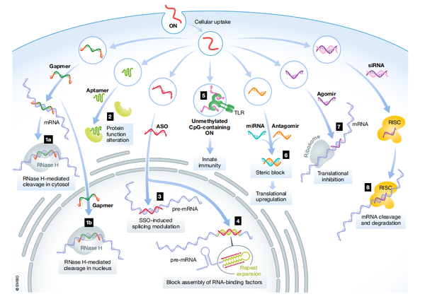 小小的亚磷酰胺，大大的RNAi药物世界 - 知乎