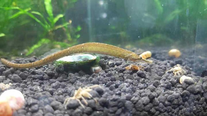 不是真龙但依旧惊艳！淡水海龙鱼（Freshwater sea dragon fish）品种大赏 - 知乎