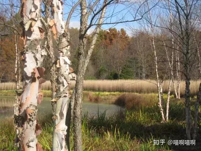 那些超越时代的设计师们（2）| 彼得 沃克 PETER WALKER与PWP - 知乎