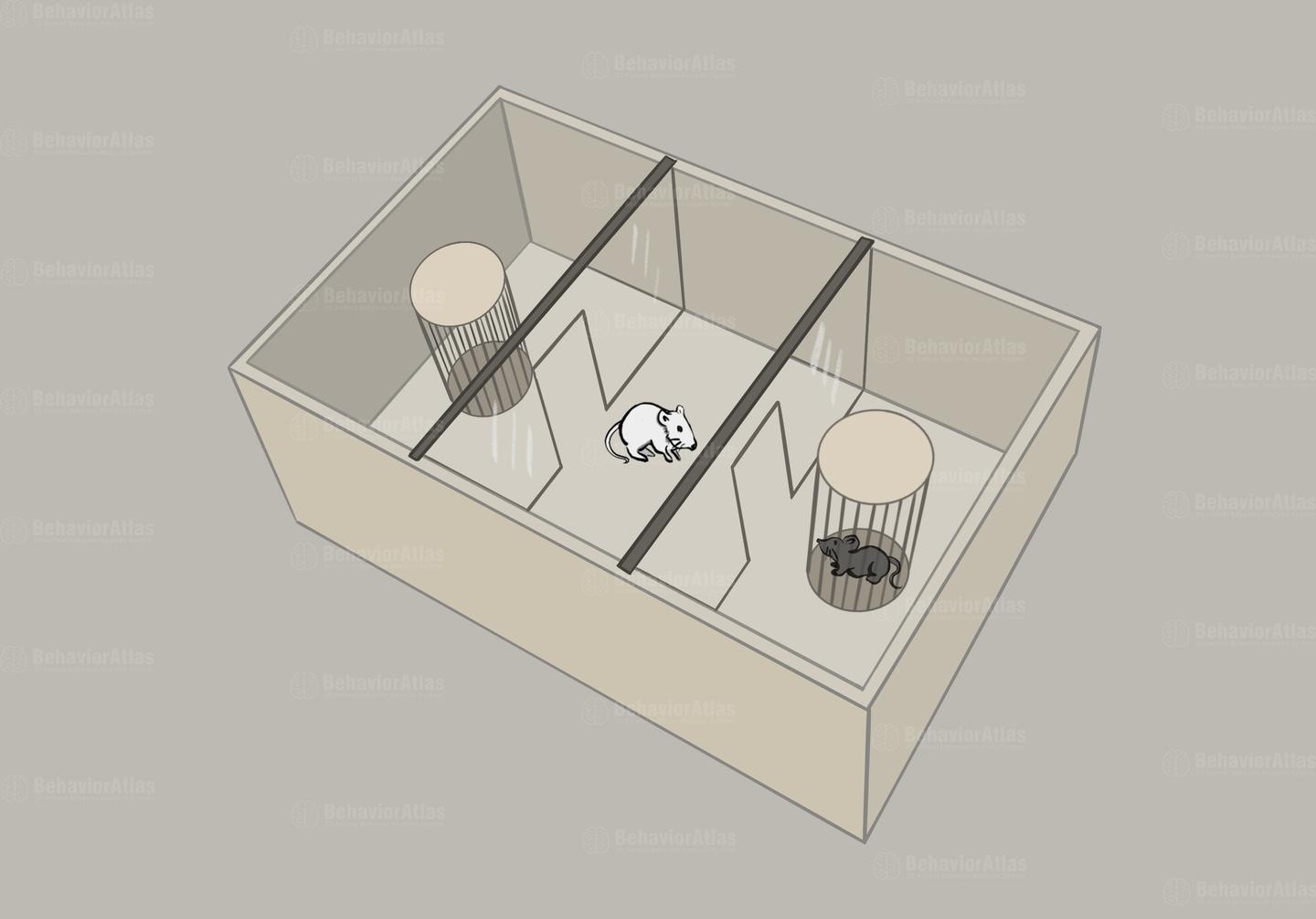 三箱社交实验应如何开展？5分钟带你了解 - 知乎