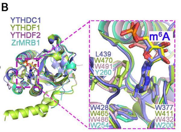 特别推荐 | 凡是过去,皆为序章——m6A结构生物学前沿进展 - 知乎