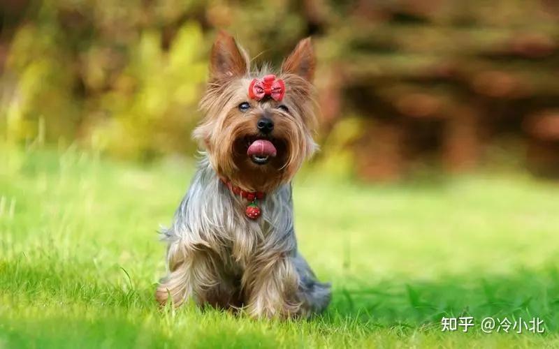 常见的小型犬品种推荐！ - 知乎