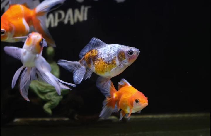 以鱼会友 - 知乎