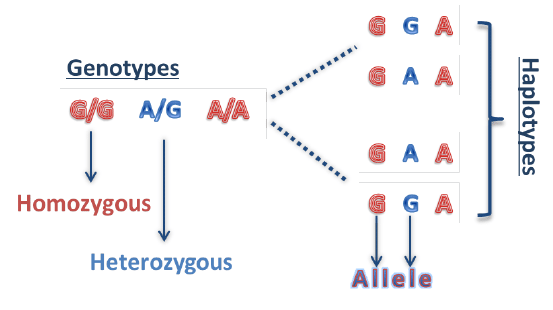 为什么不能通过 GATK 的 PL 直接计算基因型剂量（Genotype dosage） - 知乎