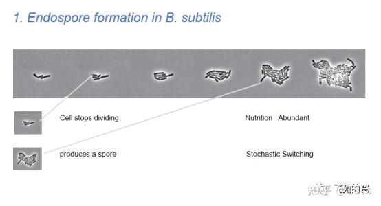 Bet Hedging 微生物的“对冲”哲学 - 知乎