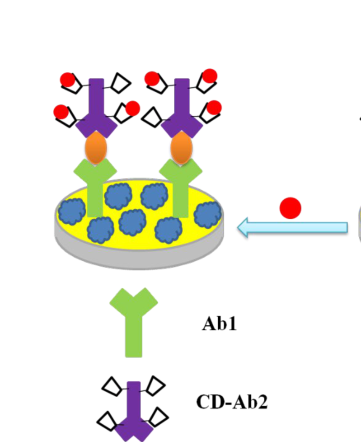针状阿尔法环糊精CD-Ab2标记抗体/2-羟丙基-α-环糊精/多肽 - 知乎
