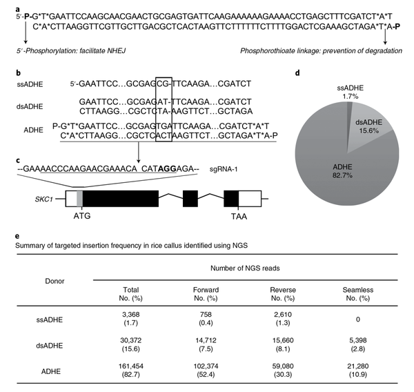 CRISPR screen——极具潜力的高通量筛选技术 - 知乎
