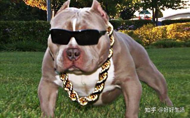 会“暴露经济”的几种狗，“打工人”千万别养，承受不起 - 知乎