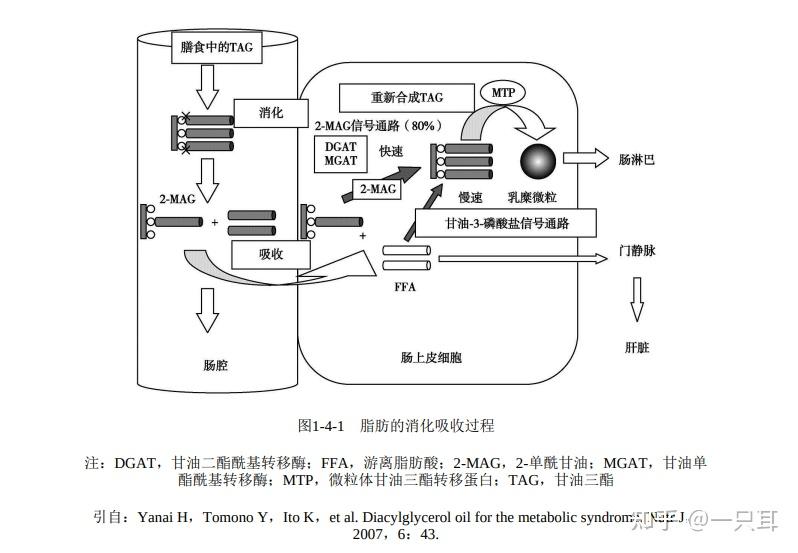 SN-2 DHA真的比普通DHA吸收更好吗？ - 知乎
