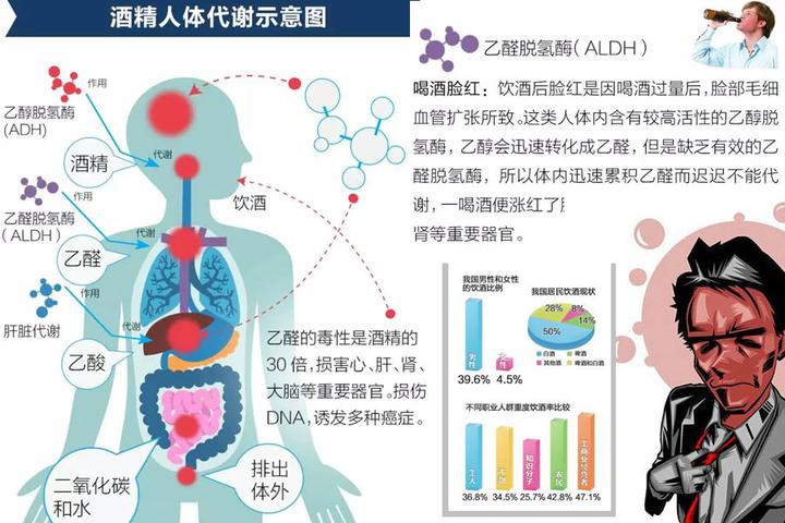 关于酒精引发癌症的总结【转】 知乎