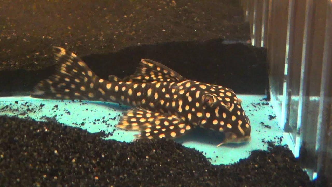 Loricariidae吸甲鲶科（异型鱼）的演化、生物学与饲养综述 - 知乎