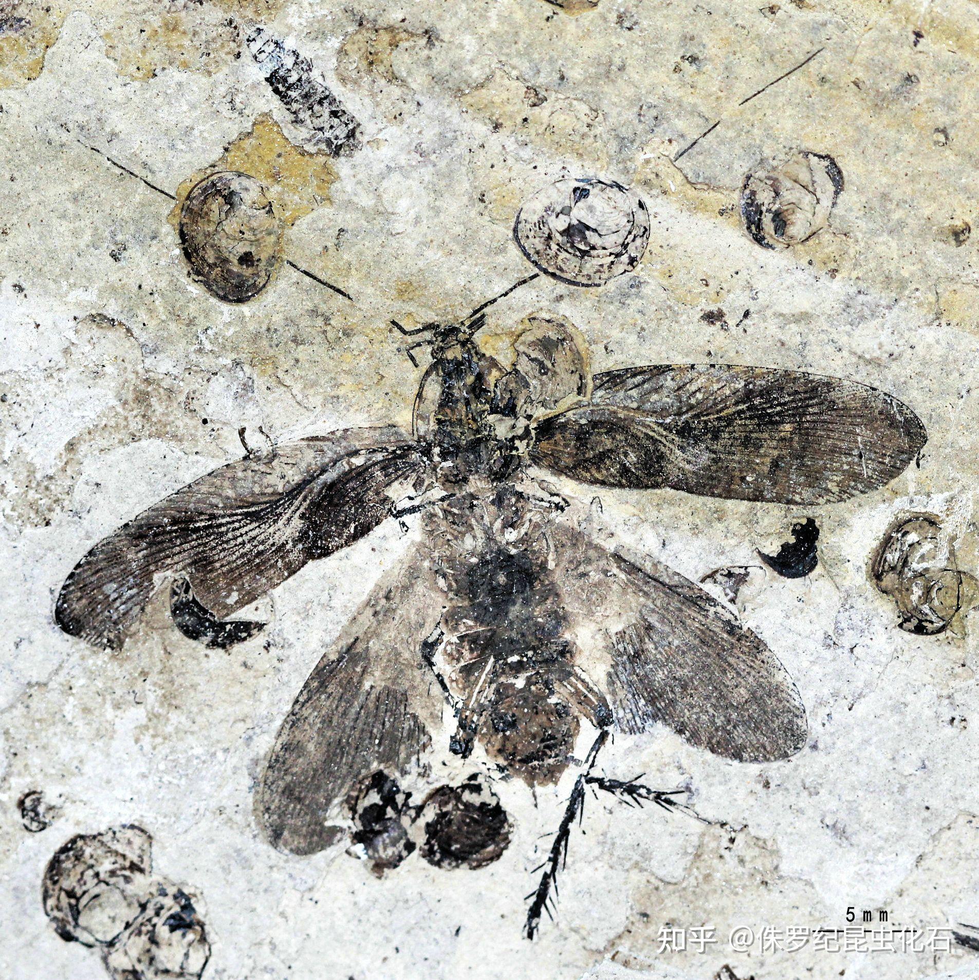 科普知识昆虫化石二之蟑螂目 - 知乎