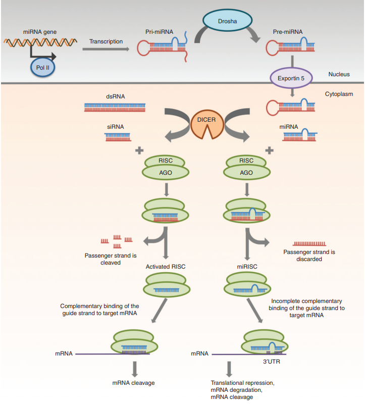 siRNA、shRNA和miRNA，还在傻傻分不清？ - 知乎