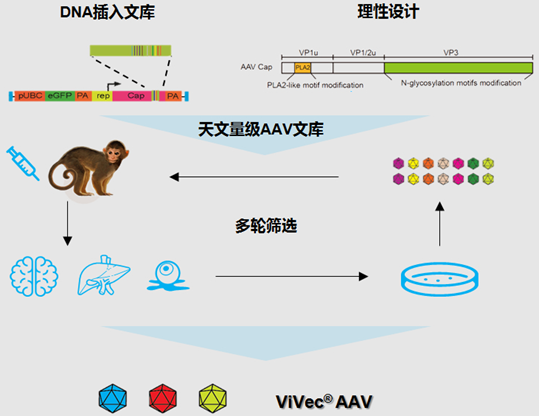 老病新解结晶样视网膜变性（BCD）——基因治疗的光明使者VGR-R01 - 知乎