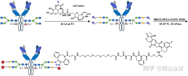 国内外知名企业ADC技术平台(第七期，正大天晴、康宁杰瑞、百奥泰) - 知乎