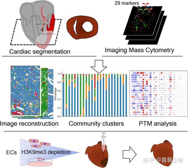 Circ Res | IMC绘制小鼠心肌缺血再灌注损伤的单细胞蛋白修饰时空图谱 - 知乎