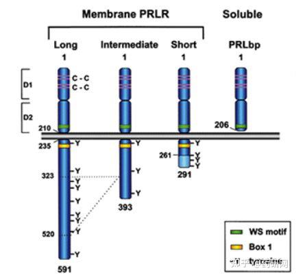 脱发领域尚待挖掘之地：PRLR - 知乎