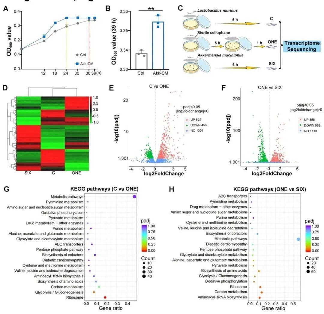 Exp Mol Med︱崔明/樊赛军/万国运团队合作克服益生菌治疗定植难题 - 知乎