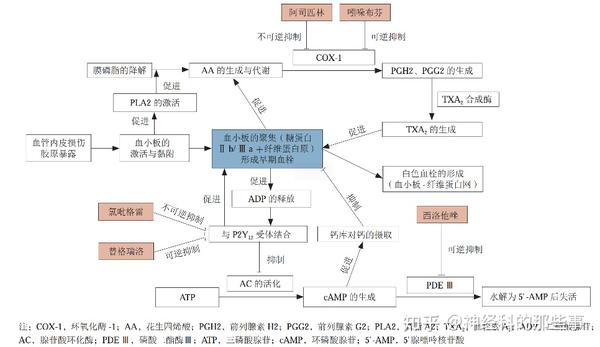 血小板生理作用及抗血小板药物 知乎