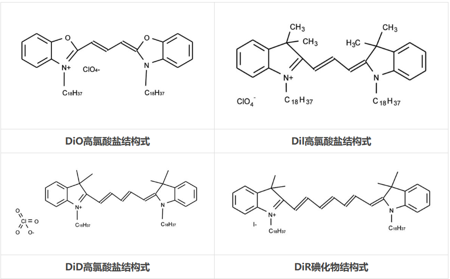 Di系列染料探针丨DiI, DiO, DiD 和 DiR探针解决方案 - 知乎