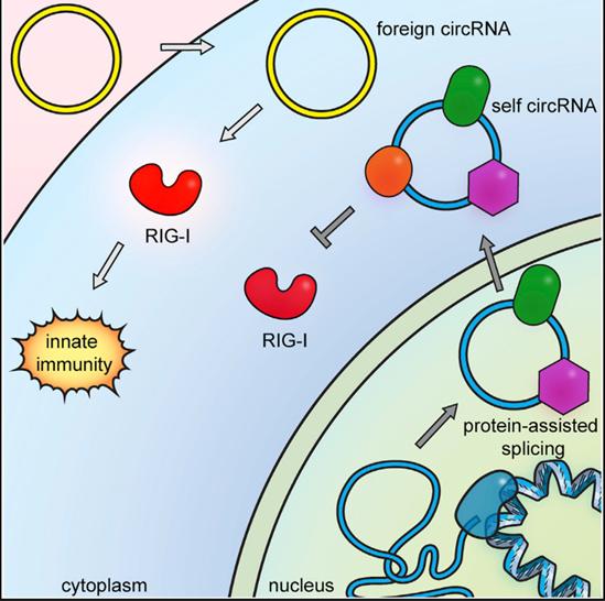 【耀文解读】一文全知道|最新外源circRNA机体免疫触发机制全收集 - 知乎