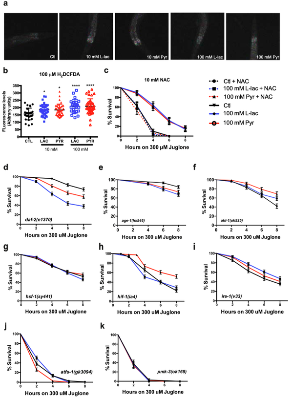 CDD丨乳酸和丙酮酸通过激素 ROS 信号促进氧化应激抵抗 - 知乎