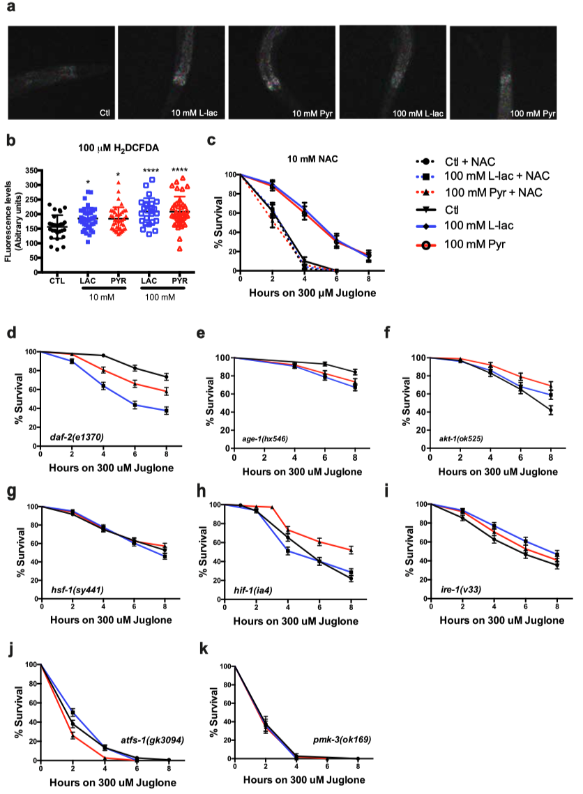 CDD丨乳酸和丙酮酸通过激素 ROS 信号促进氧化应激抵抗 - 知乎