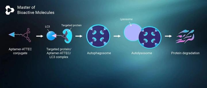 ATTEC 分子: 通过自噬降解多靶点的闪亮新星！| MCE - 知乎