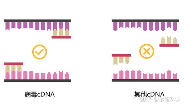 技术 | 如何使用RT-PCR检测COVID-19？ - 知乎