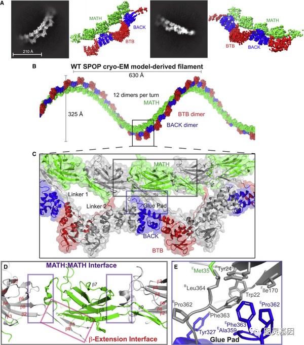 Mol Cell | 揭示SPOP蛋白如何在癌症中发挥作用 - 知乎
