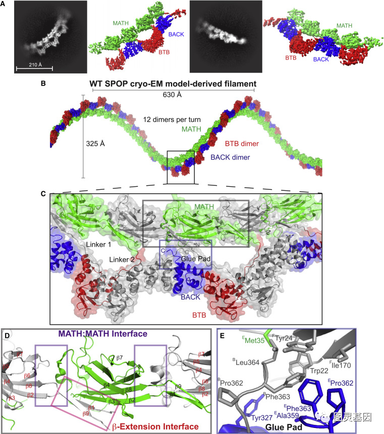 Mol Cell | 揭示SPOP蛋白如何在癌症中发挥作用 - 知乎