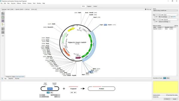 SnapGene 初学者指南 | 使用【Actions】来计划和预测你的克隆实验 - 知乎
